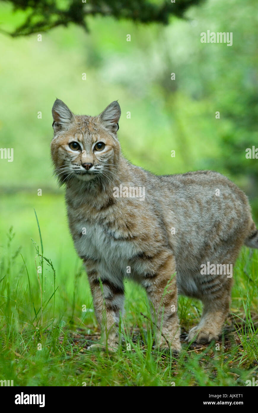 The Bobcat (Lynx rufus) is a North American mammal of the cat family ...