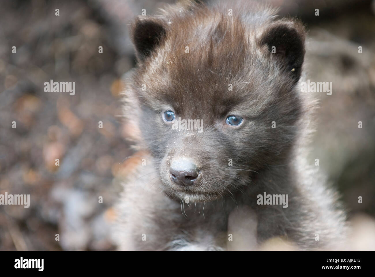 Wolf cubs (Canis lupus Stock Photo - Alamy