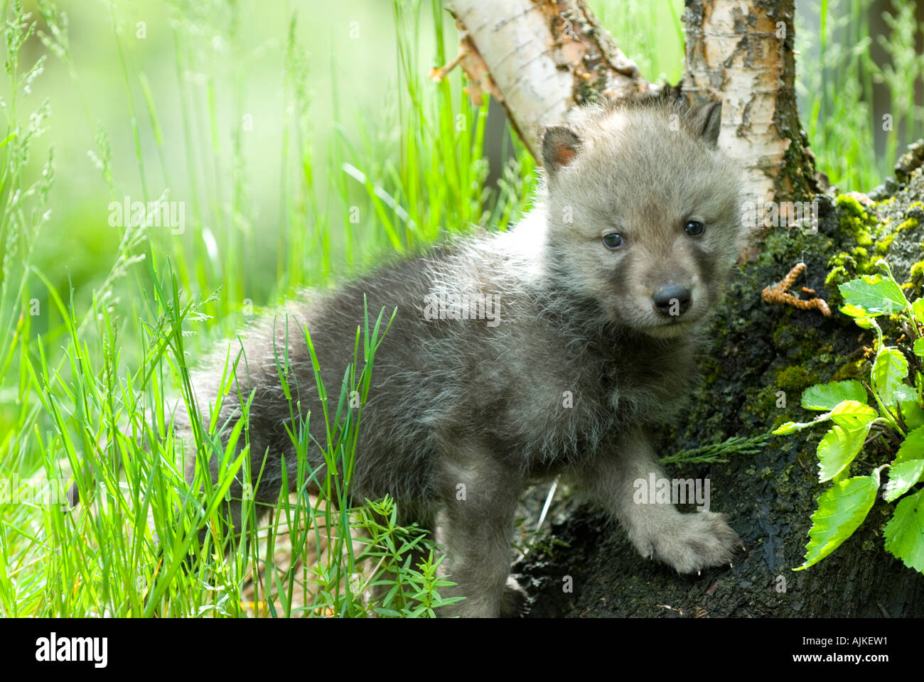 Juvenile grey wolf hi-res stock photography and images - Alamy