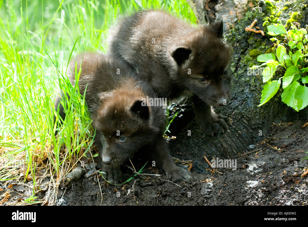 Wolf and pups hi-res stock photography and images - Alamy
