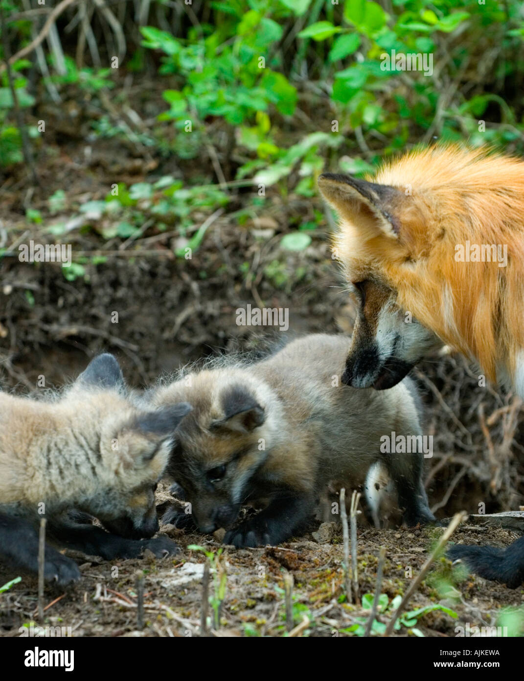 Red Fox with pups Stock Photo - Alamy