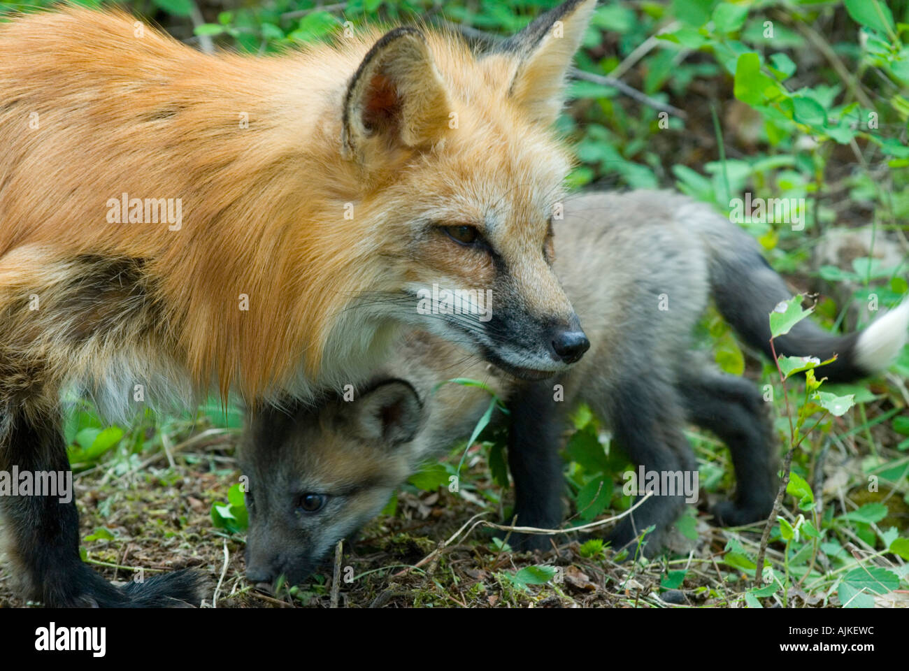 Red Fox with Pup Stock Photo - Alamy