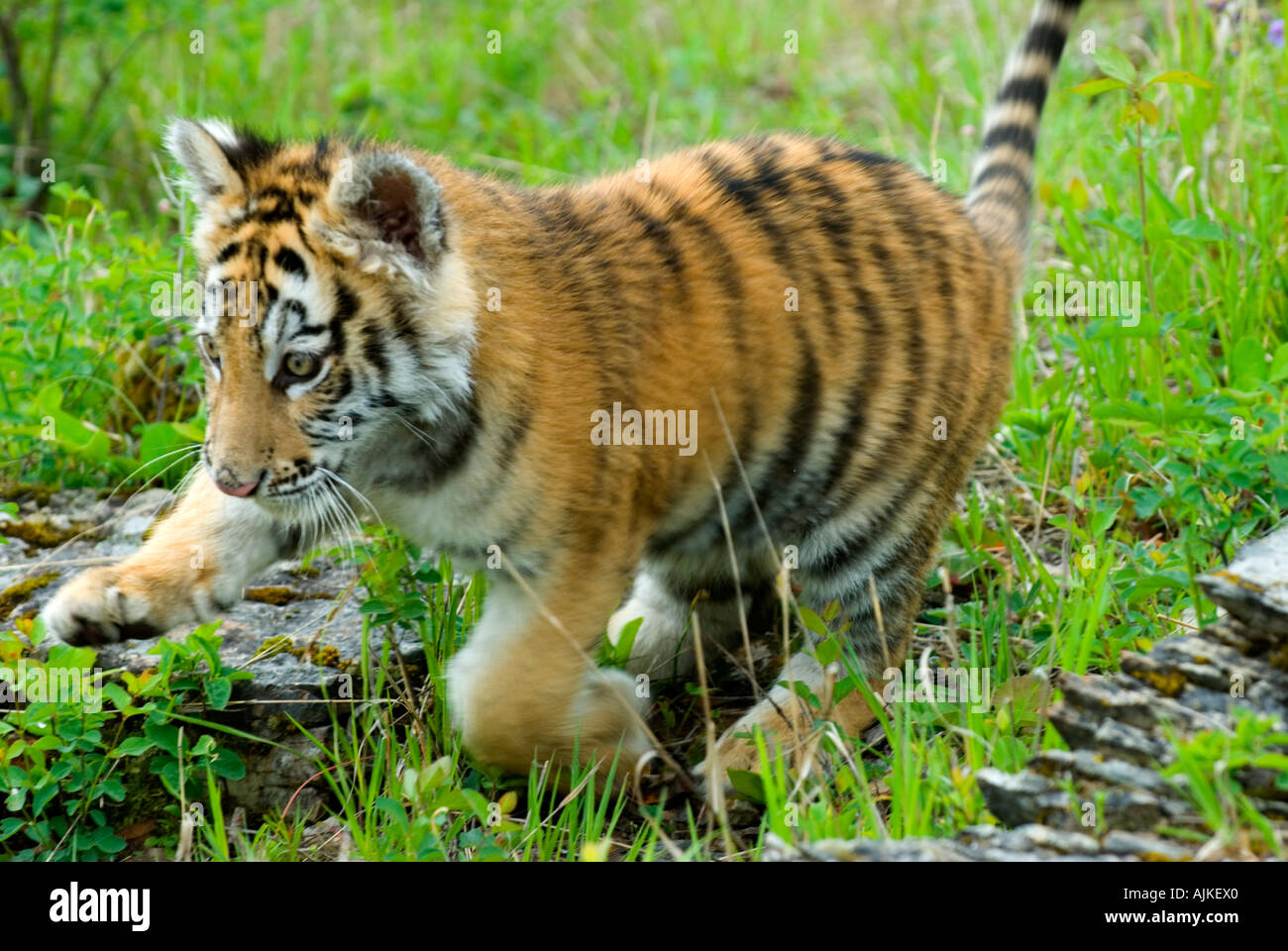Cub pouncing hi-res stock photography and images - Alamy