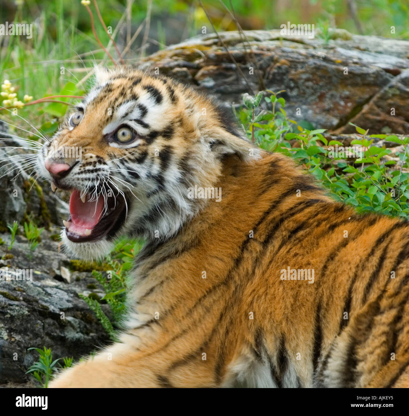 siberian tiger cub bearing teeth Stock Photo - Alamy