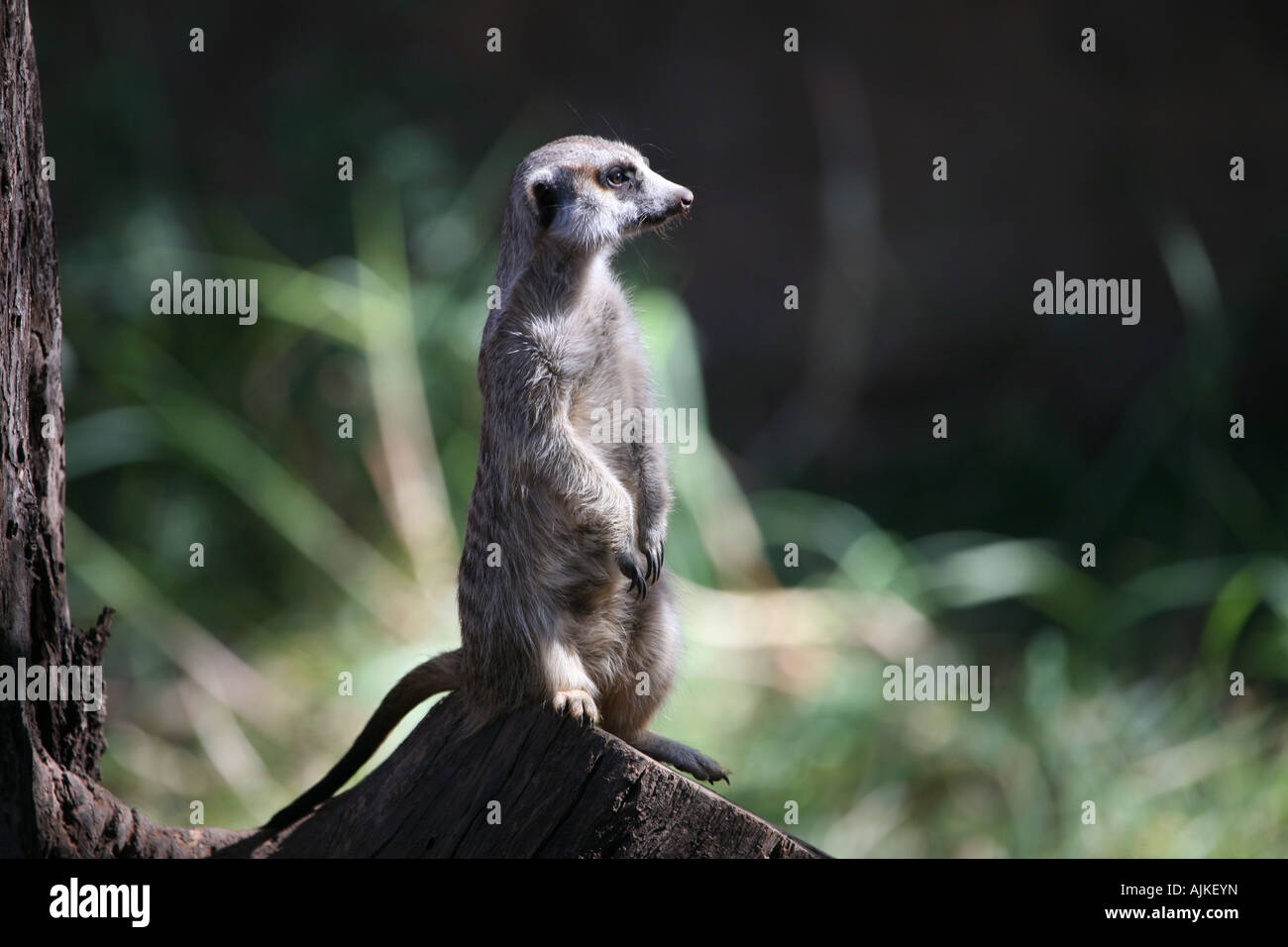 Suricate genus hi-res stock photography and images - Alamy