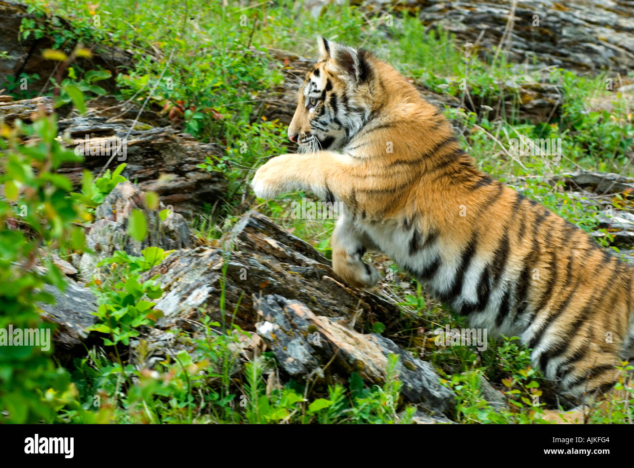 Siberian tiger cub pouncing Stock Photo - Alamy