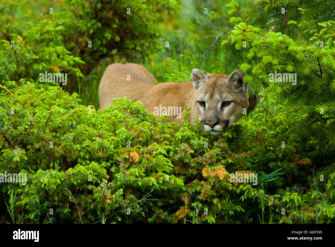 mountain lion hiding in bush Stock Photo - Alamy