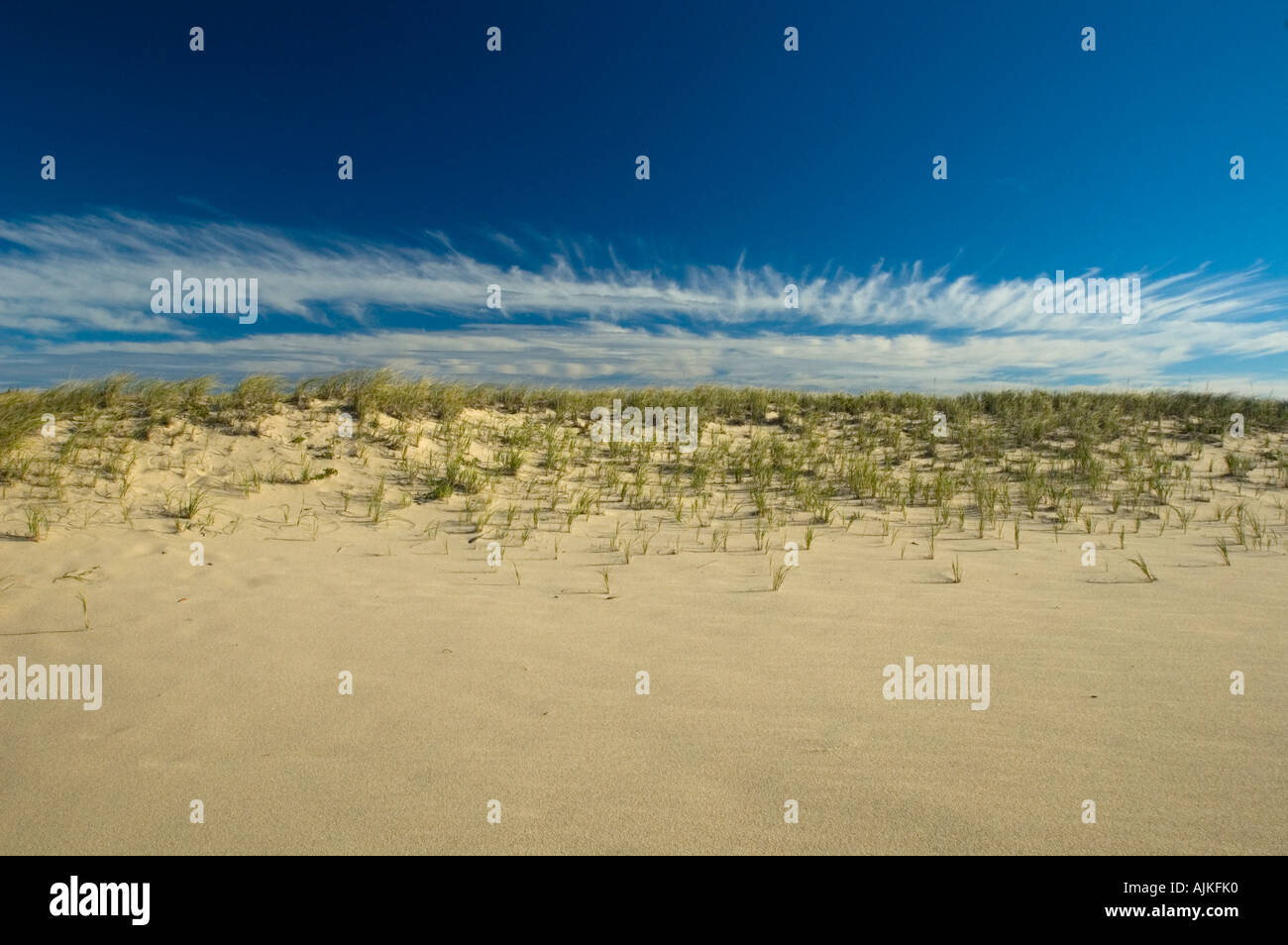 beach sand with native grasses Stock Photo - Alamy