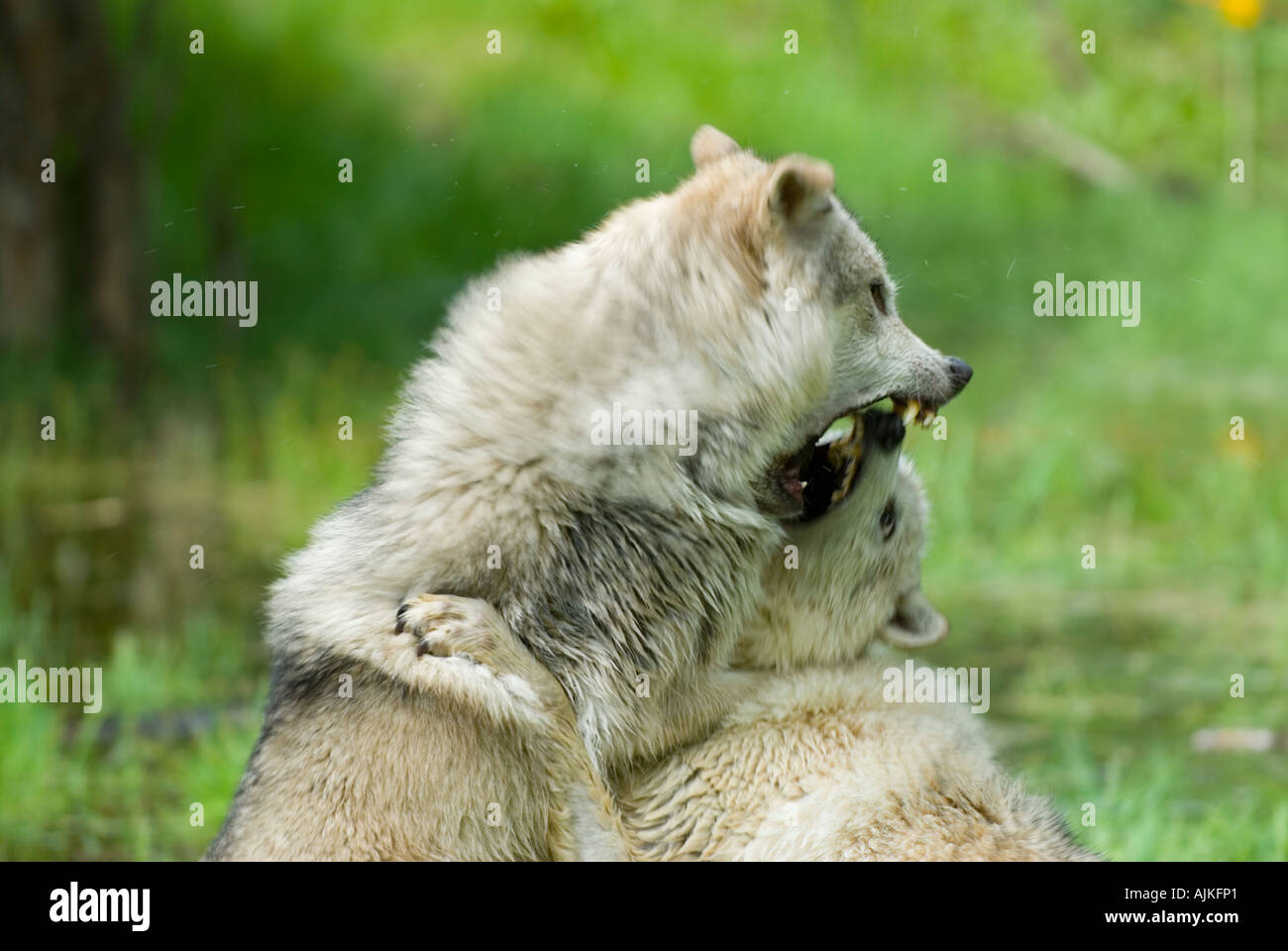Wolves fighting hi-res stock photography and images - Alamy