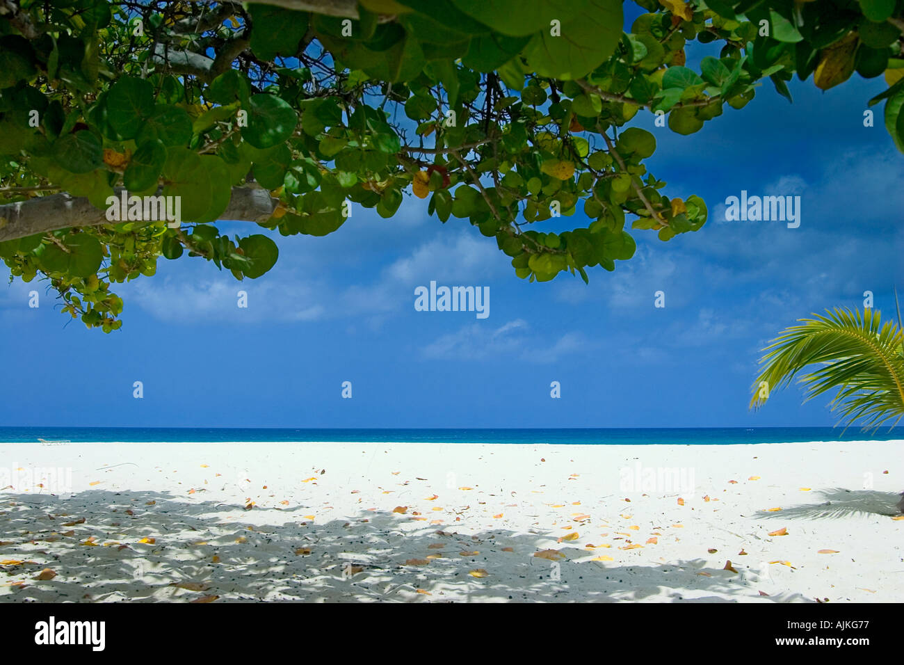 beach from under seagrape tree Stock Photo - Alamy