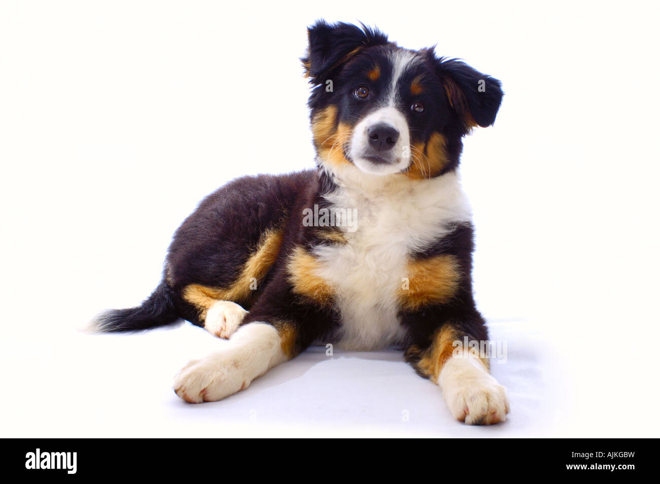 Bernese mountain dog isolated Cut Out Stock Images & Pictures - Alamy