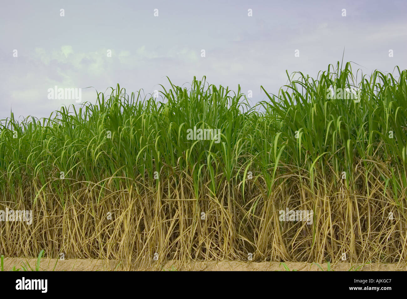 Sugar cane field Stock Photo - Alamy