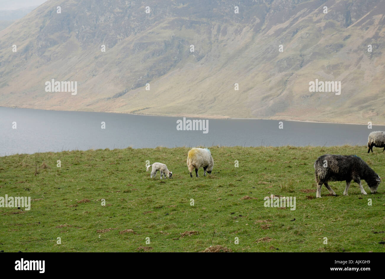 Sheep Farming in the Lake District, Cumbria Stock Photo - Alamy