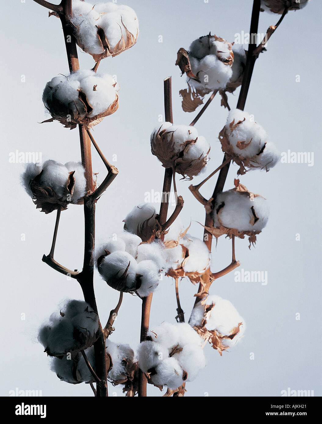 Cotton plant stalks hi-res stock photography and images - Alamy