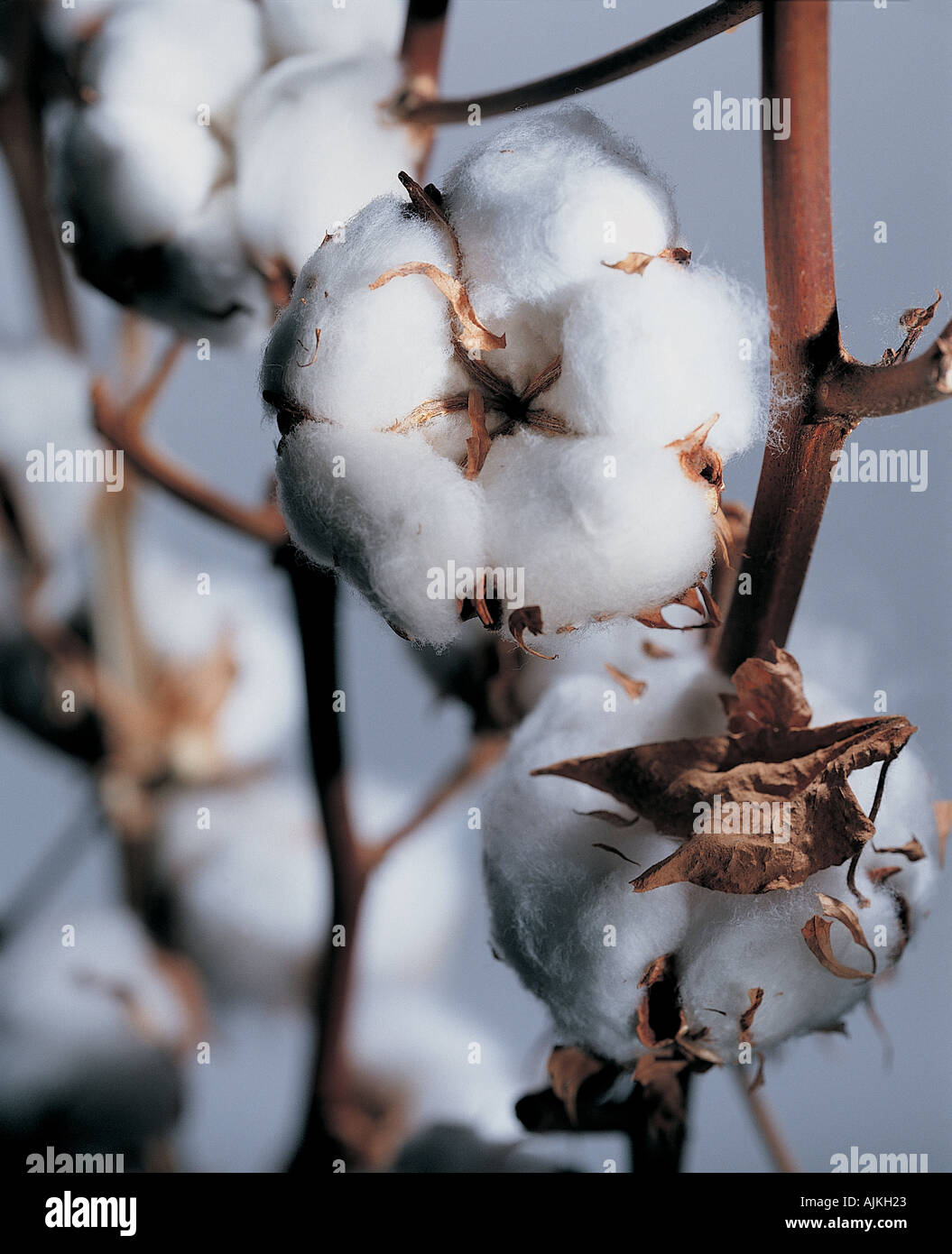 Cotton plant stalks hi-res stock photography and images - Alamy