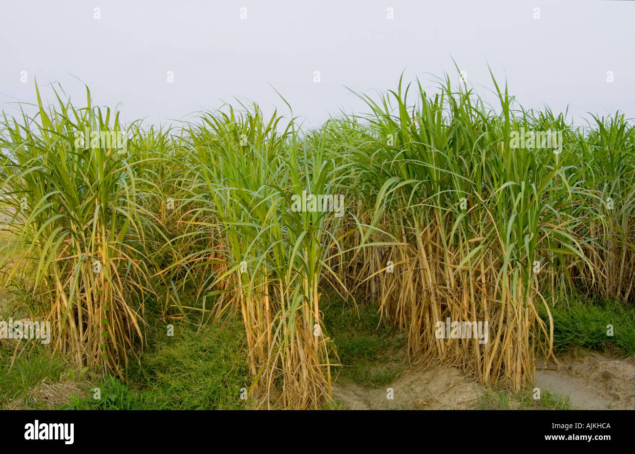 Rows of sugar cane Stock Photo - Alamy