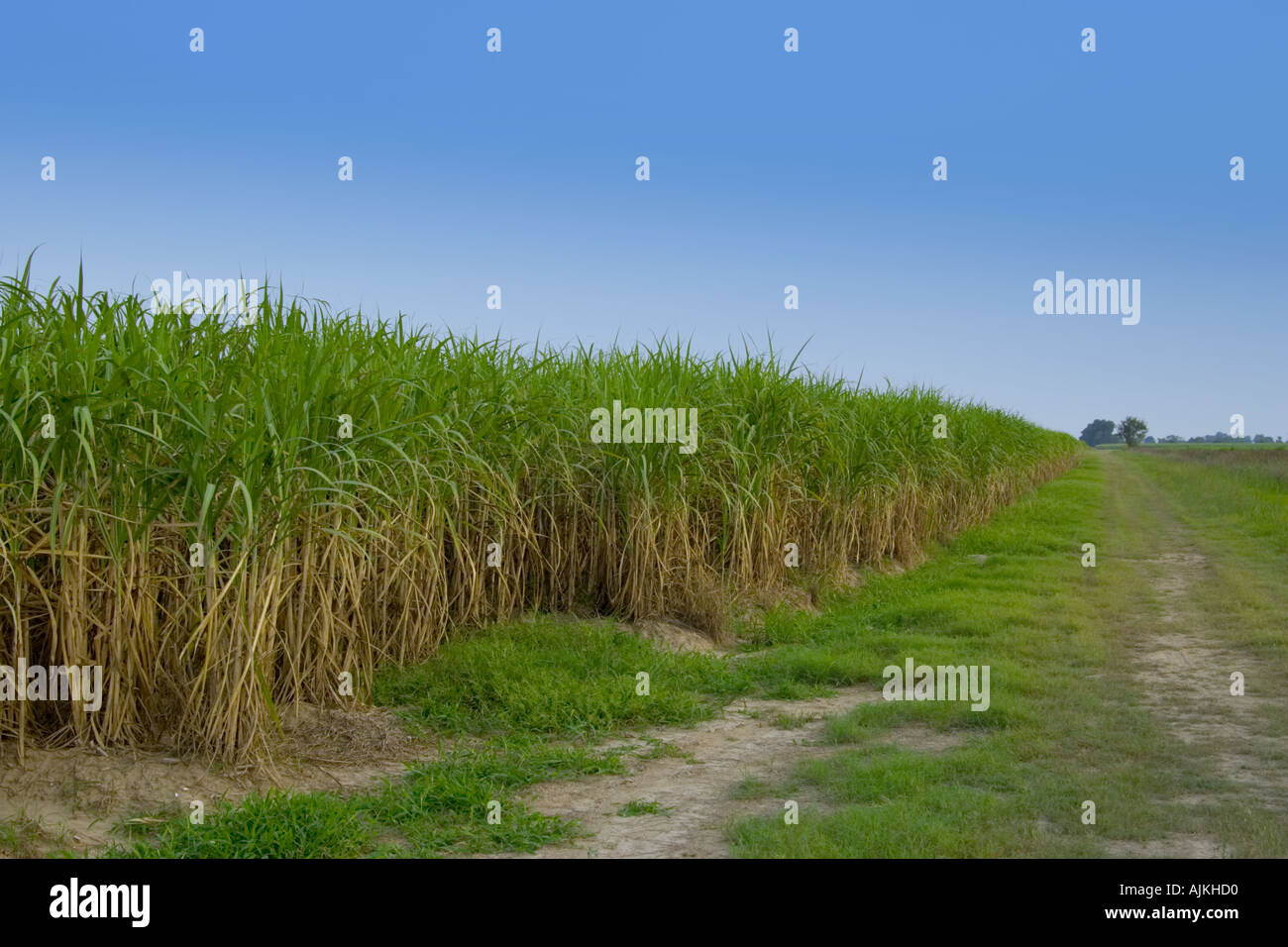 Sugar Cane field and dirt road in rural Stock Photo - Alamy
