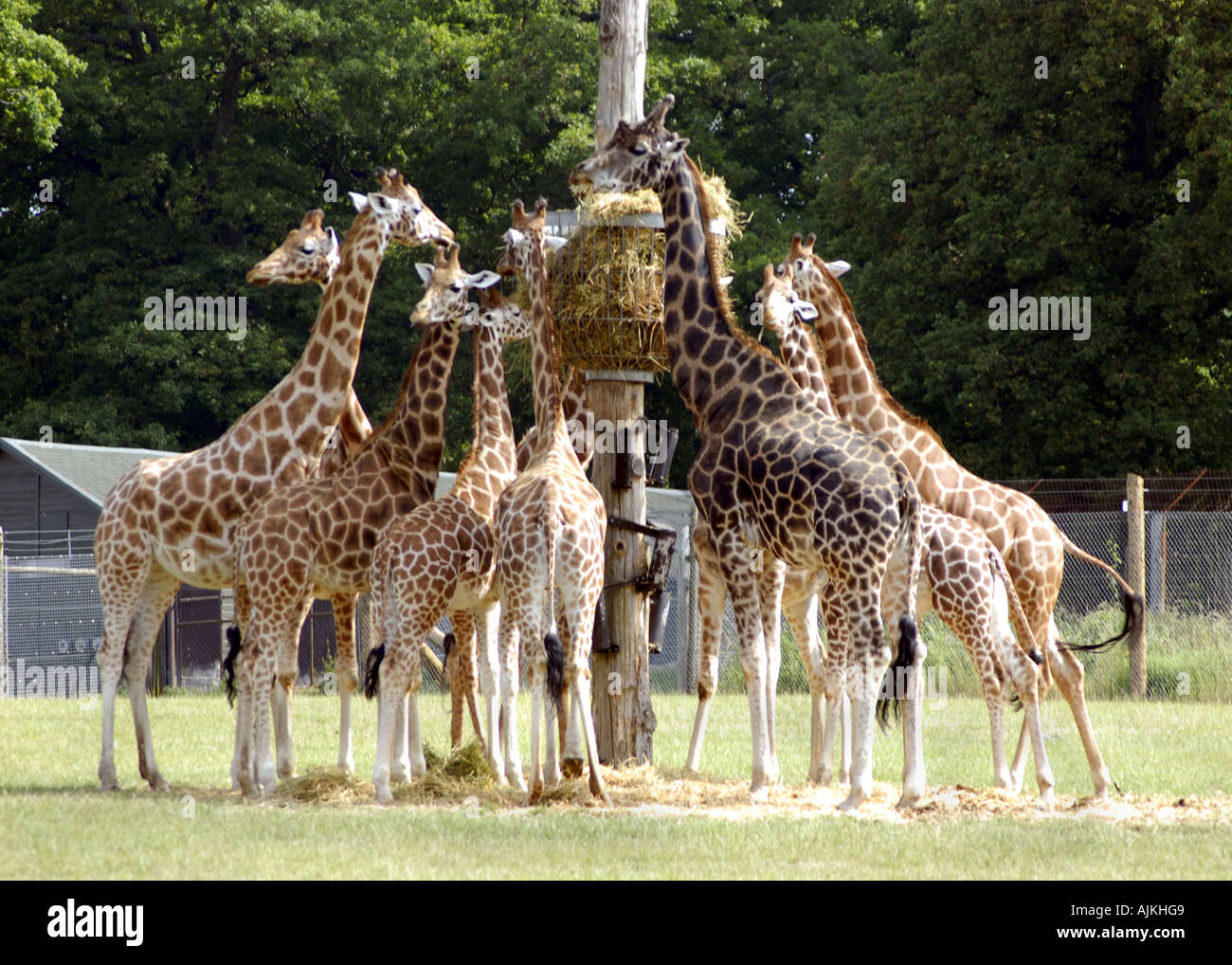 Giraffes at Marwell Zoo Hampshire Stock Photo - Alamy