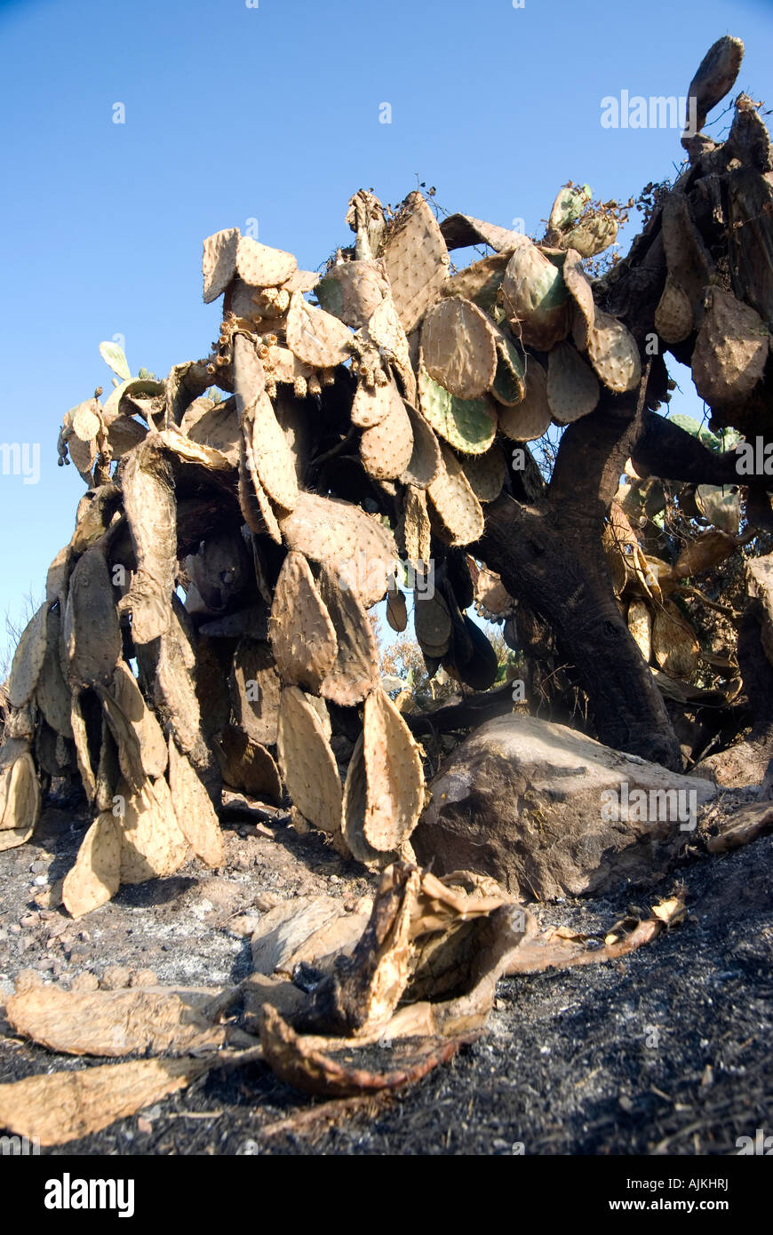 burned cactus in a deep blue sky with dead landscape after a fire Stock ...