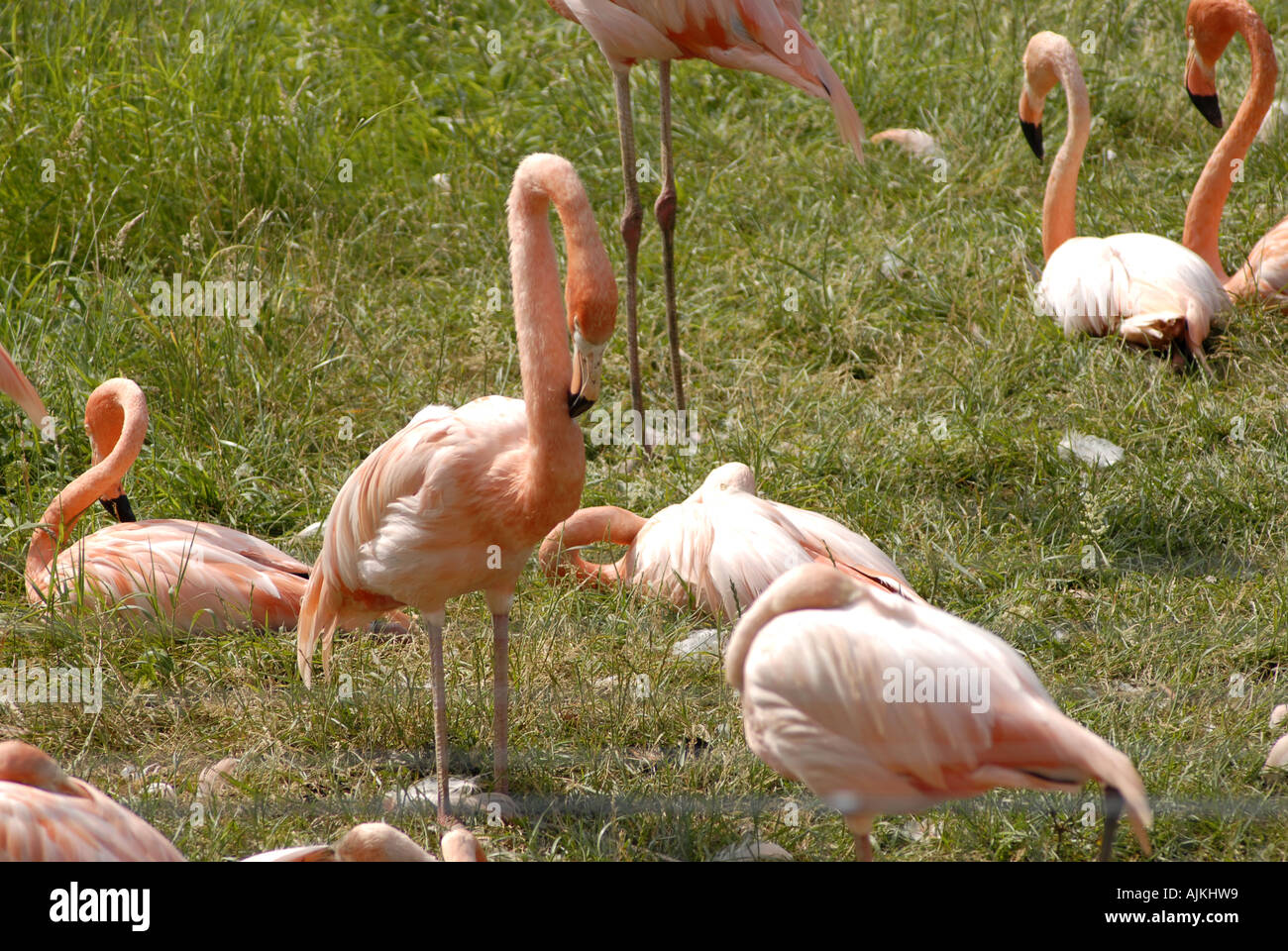 Bill mandible lamellae hi-res stock photography and images - Alamy
