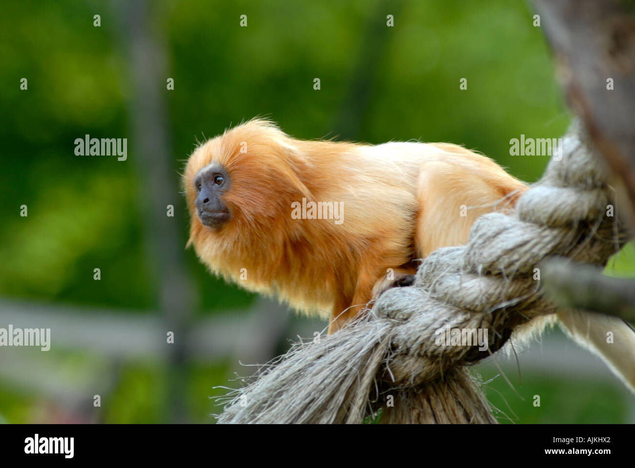 Golden Lion Tamarin at Marwell Zoo Hampshire Stock Photo - Alamy
