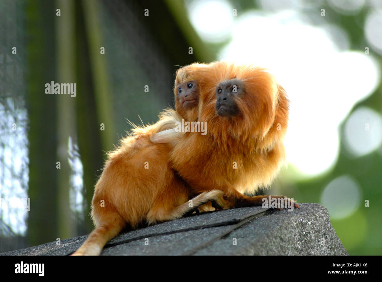 Golden Lion Tamarin and young at Marwell Zoo Hampshire Stock Photo - Alamy