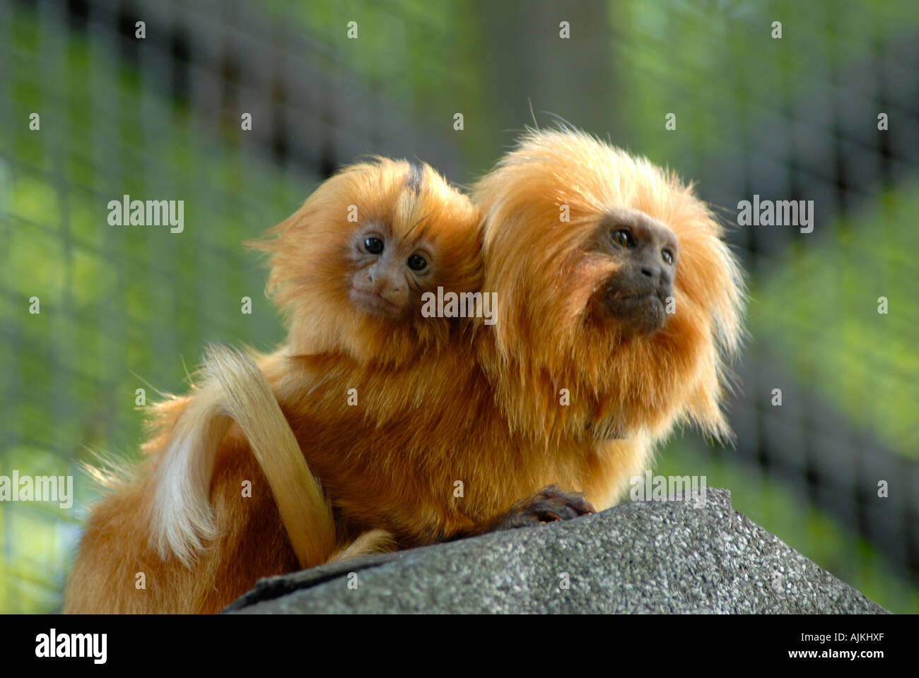 Golden Lion Tamarin and young at Marwell Zoo Hampshire Stock Photo - Alamy