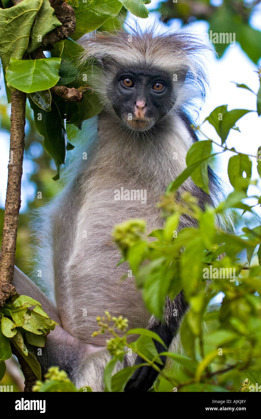Kirks colobus hi-res stock photography and images - Alamy