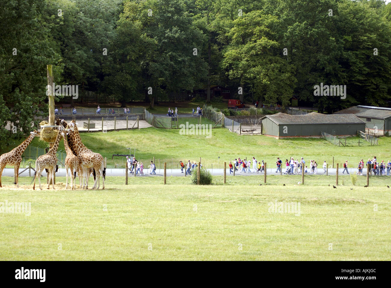 Giraffes at Marwell Zoo Hampshire Stock Photo - Alamy