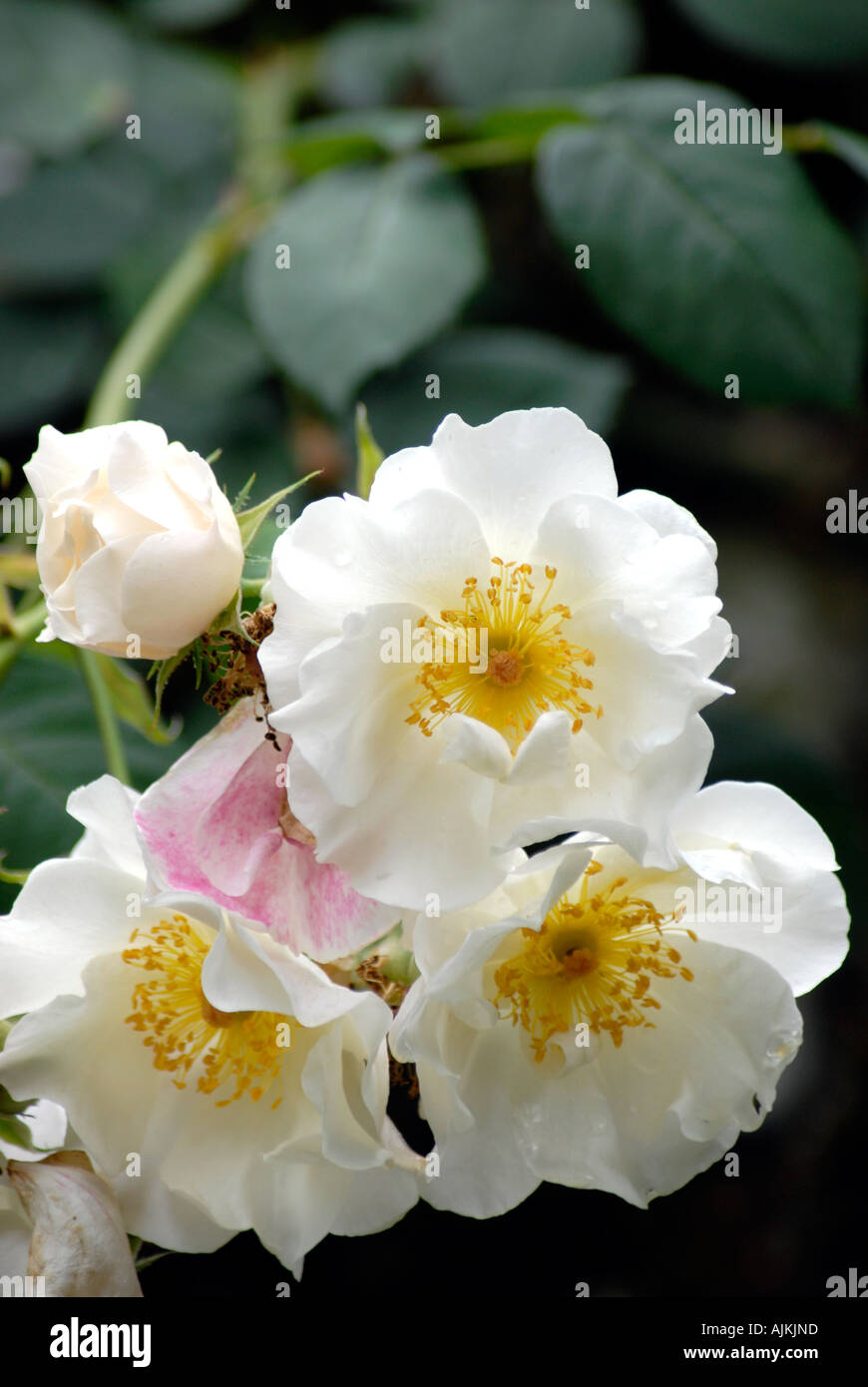 Old english roses hi-res stock photography and images - Alamy