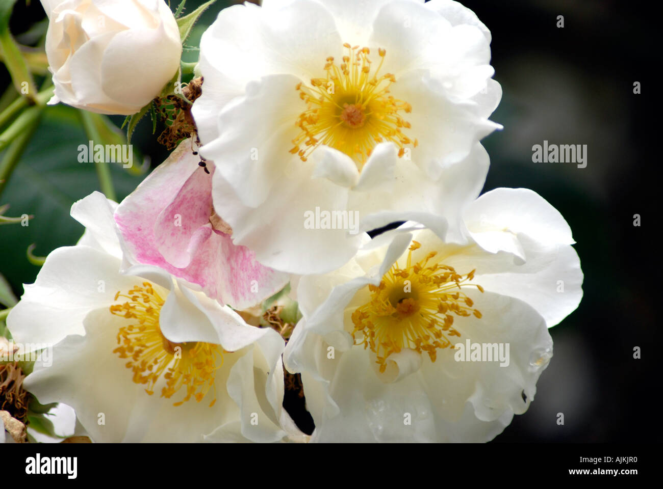 Old english roses hi-res stock photography and images - Alamy
