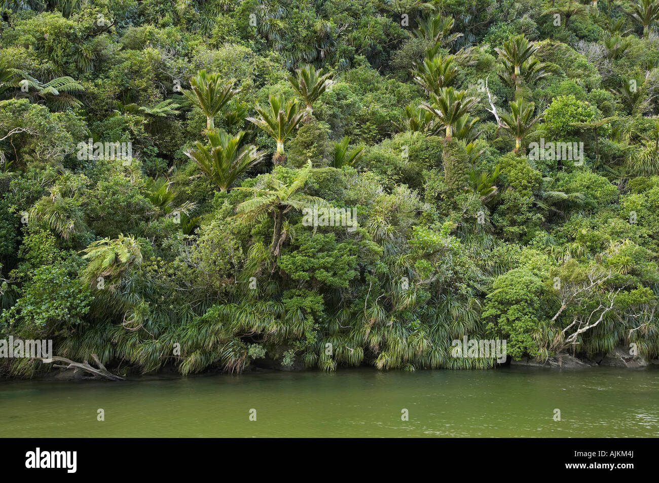 Native Bush and Pororari River Paparoa National Park West Coast South ...