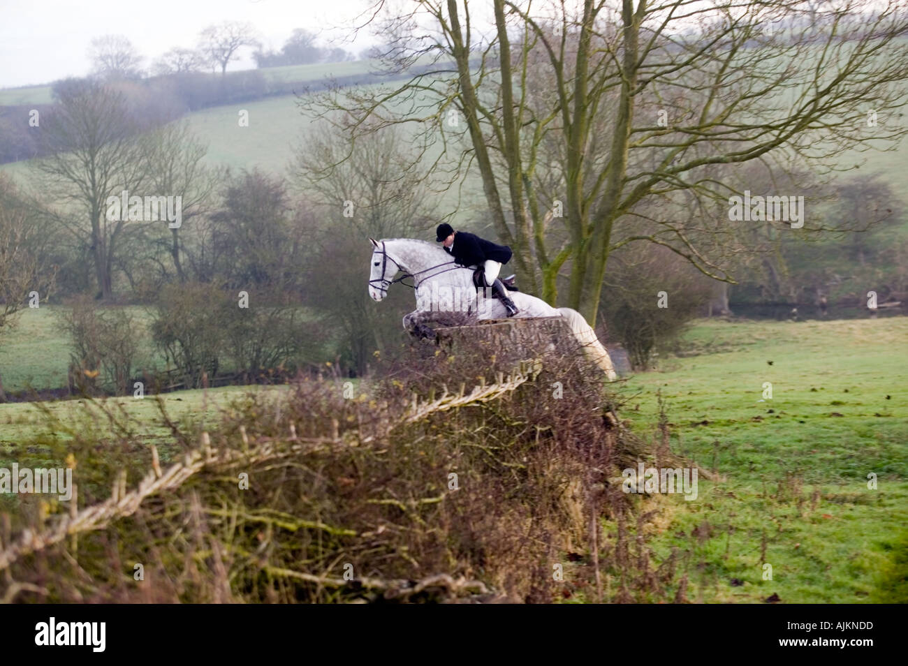 Horse jumping hedge hi-res stock photography and images - Alamy