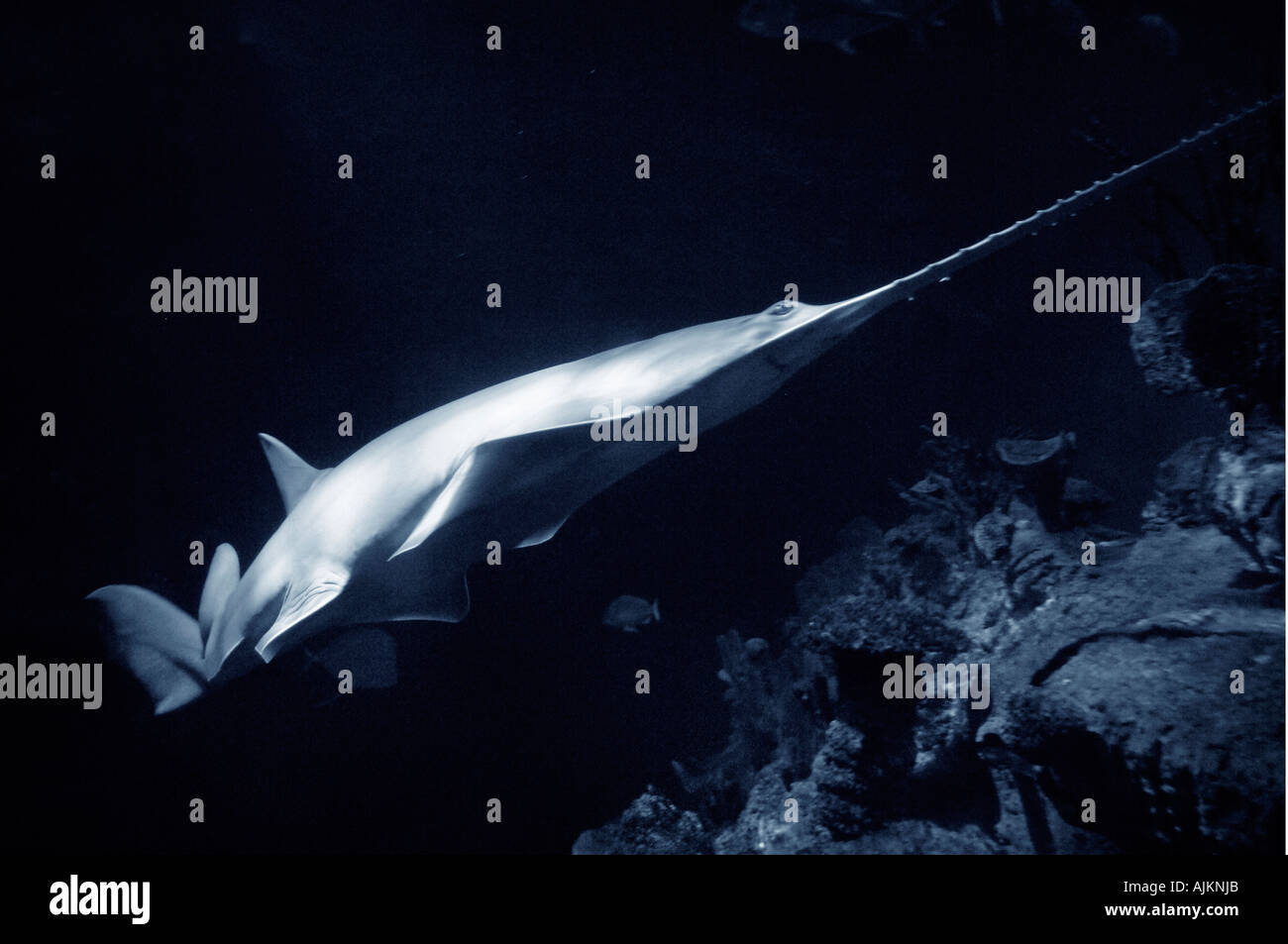 A Saw Fish at The Deep submarium Stock Photo - Alamy