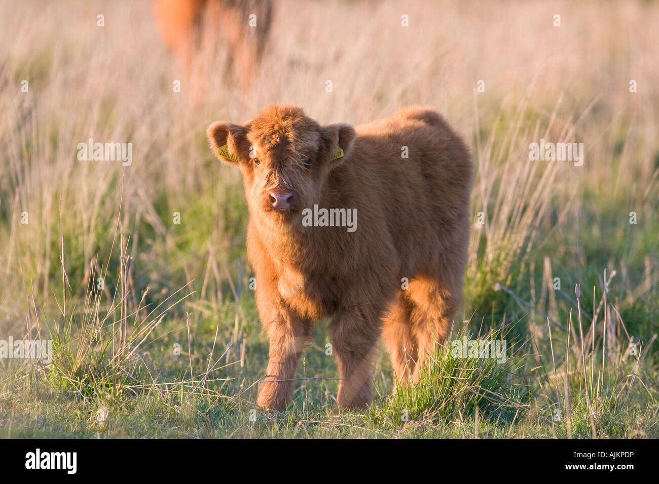 Calf of Highland Cattle on Norfolk Grazing Marsh Stock Photo - Alamy