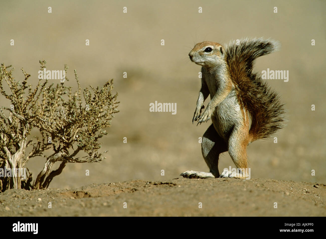 Squirrel anatomy hi-res stock photography and images - Alamy