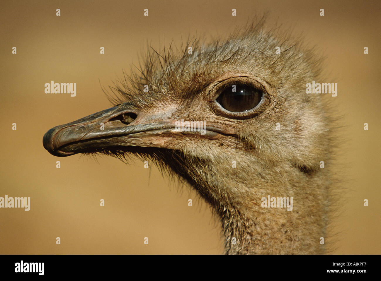 Ostrich anatomy hi-res stock photography and images - Alamy