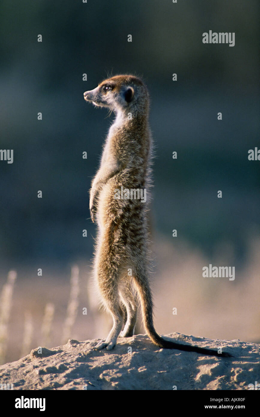 Meerkat habitat hi-res stock photography and images - Alamy