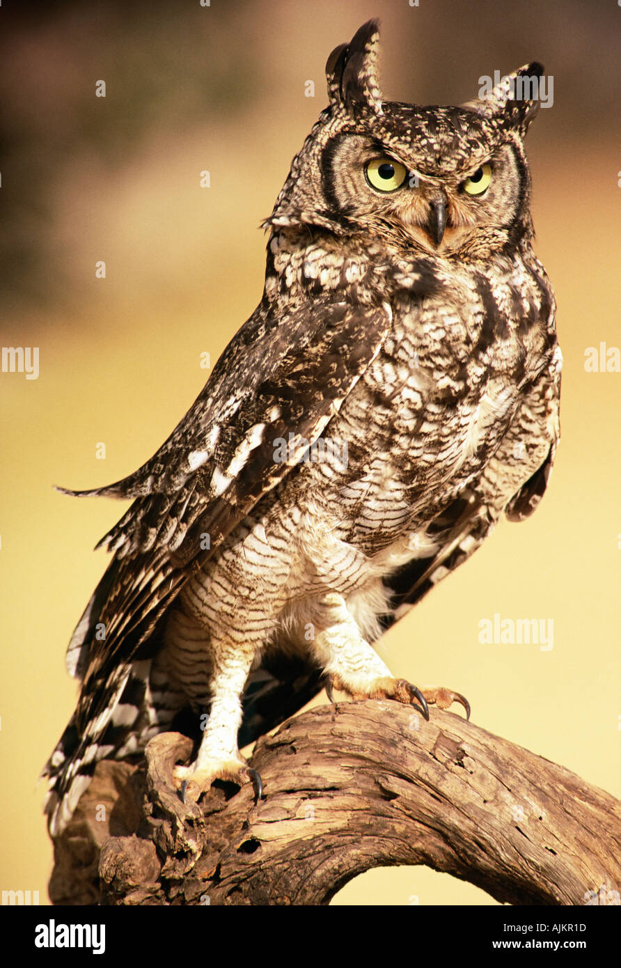 Spotted eagle owl Stock Photo - Alamy