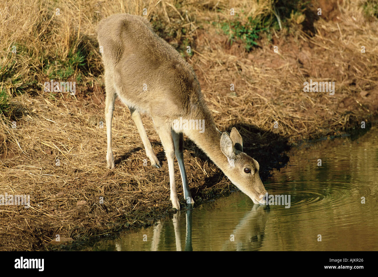 Grey rhebok hi-res stock photography and images - Alamy