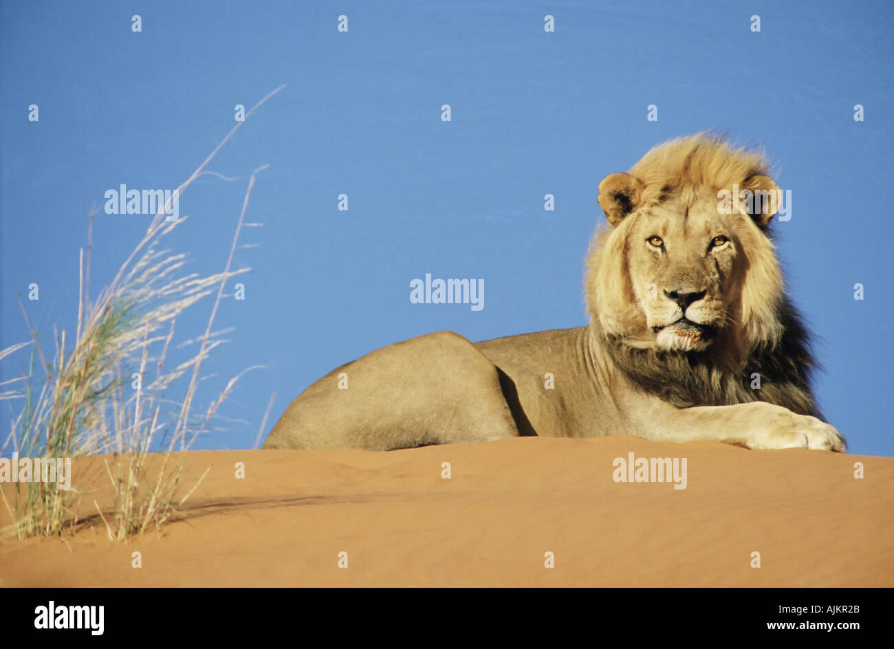 Lion of the blues hi-res stock photography and images - Alamy