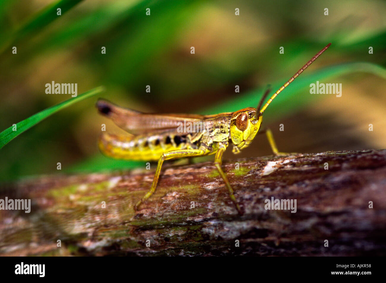 Grasshopper on branch Stock Photo - Alamy