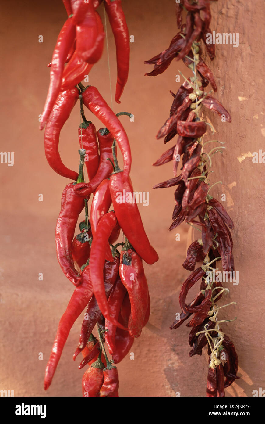 Drying and dried chillies Stock Photo - Alamy