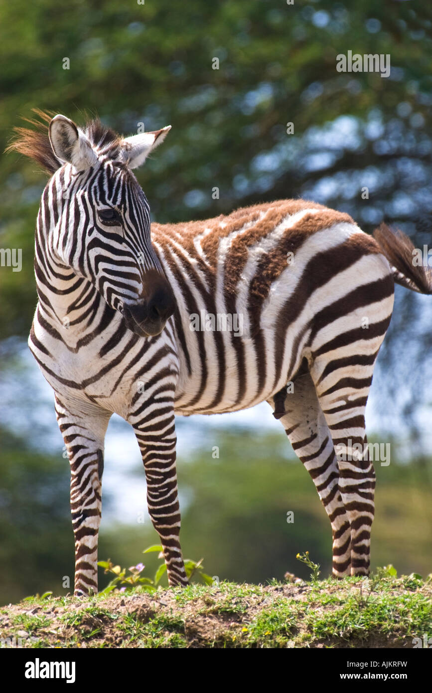 Burchell's Zebra Lake Naivasha, Kenya, East Africa 2007 Stock Photo - Alamy