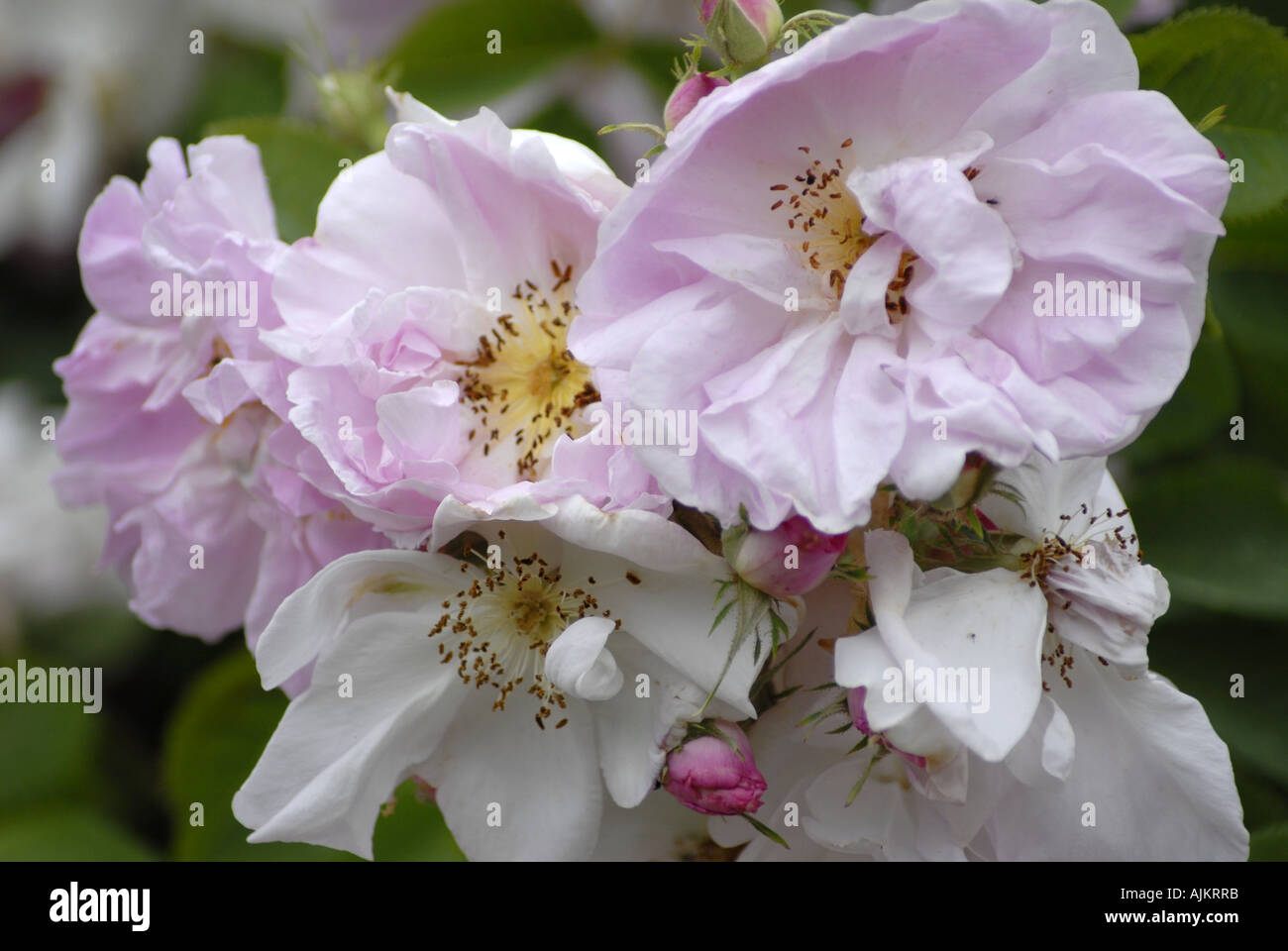 Rosa pride and prejudice hi-res stock photography and images - Alamy