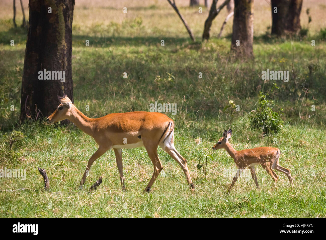 Foal following parent hi-res stock photography and images - Alamy