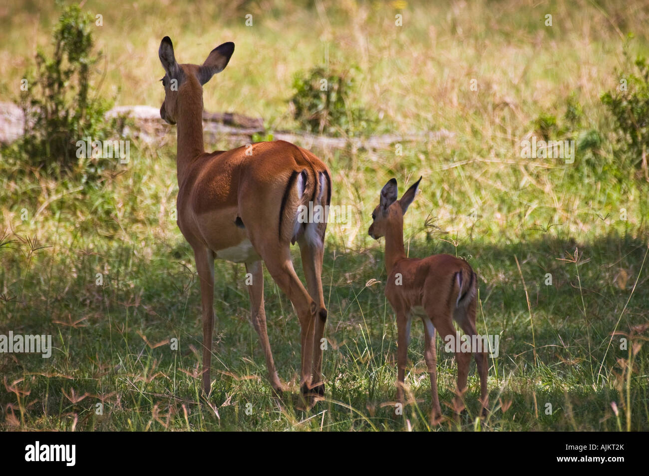 Foal following parent hi-res stock photography and images - Alamy