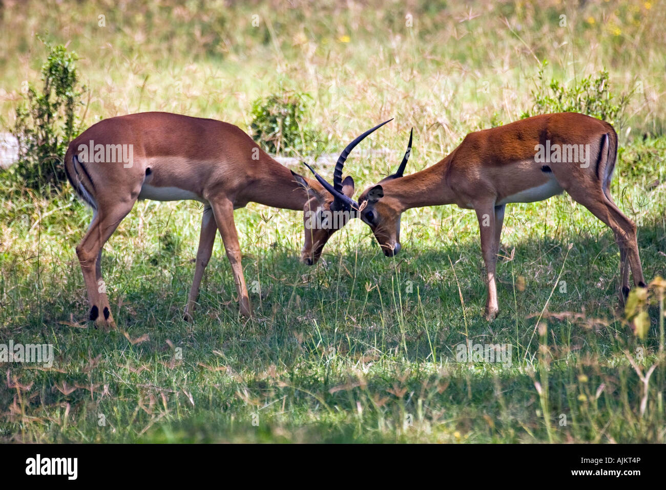 Two Impala sparring, Latin- Aepyceros melampus at Lake Nakuru National ...