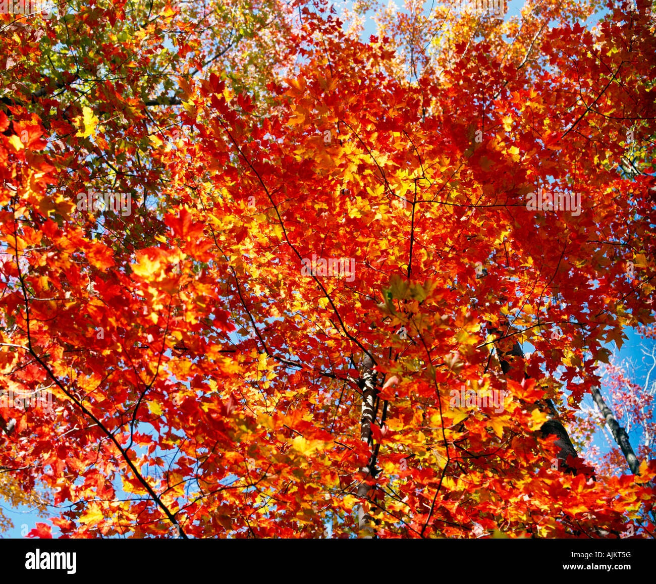 Bright red leaves on a tree Stock Photo - Alamy
