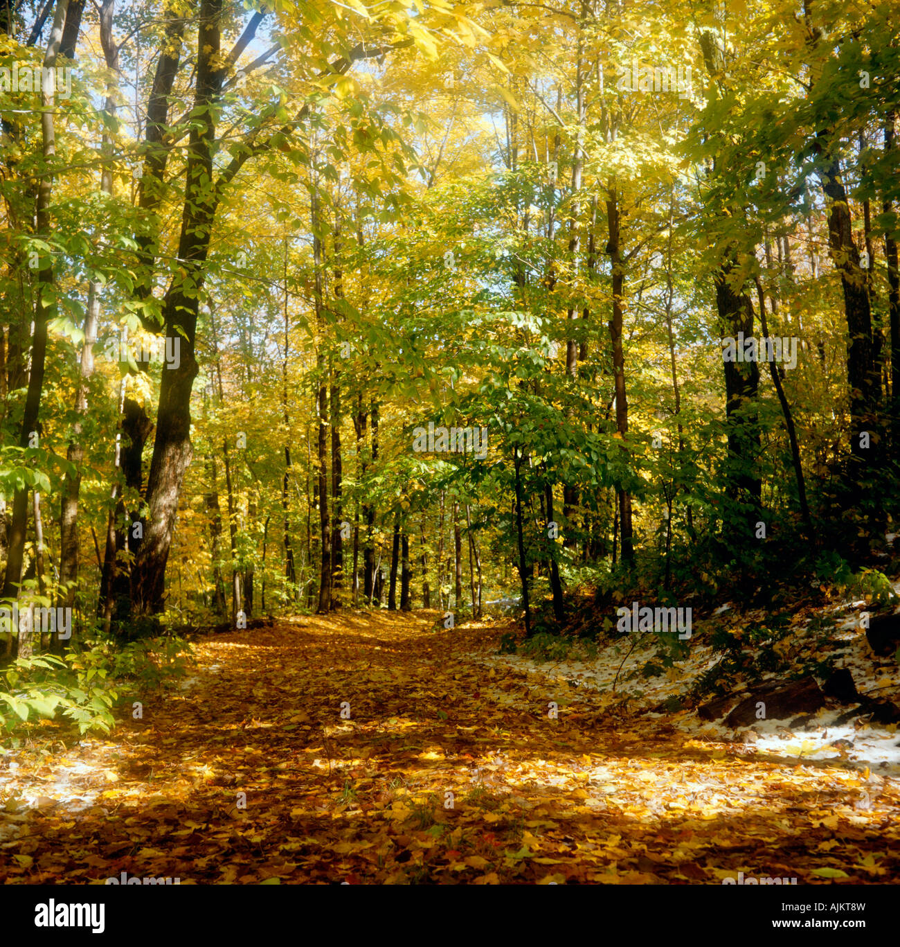 Leafy path through a forest Stock Photo - Alamy
